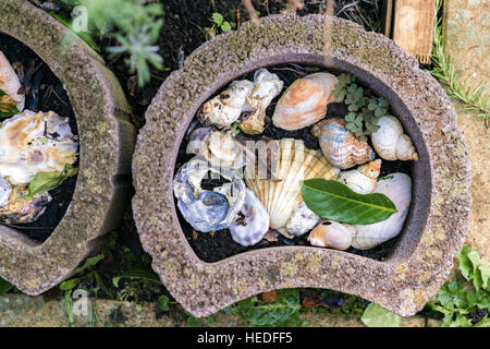 seashells in concrete Stock Photo - Alamy