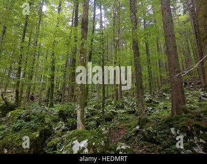 Savica fall and its surrounding forest, Slovenia Stock Photo - Alamy