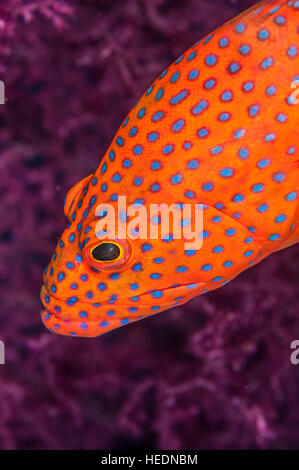 Coral hind grouper (Cephalopholis miniata, centre) among soft coral ...