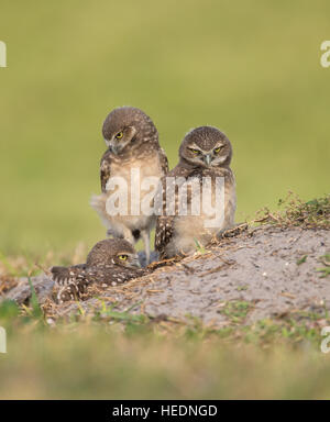 Three Burrowing Owls in Cape Coral Florida USA Stock Photo - Alamy