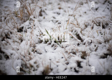 Green grass under the snow. The first snowfall. Grass under fresh ...