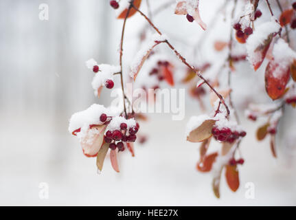 Rowan tree in snow, natural winter background. frozen branches with red ...