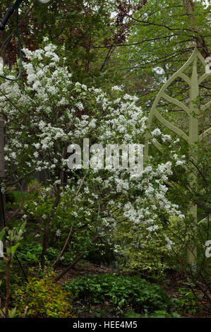 Exochorda x macrantha 'The Bride' flowers. Beautiful white spring ...