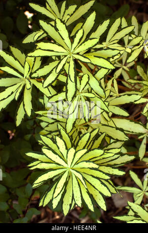 Daphne x burkwoodii 'Briggs Moonlight' Stock Photo - Alamy