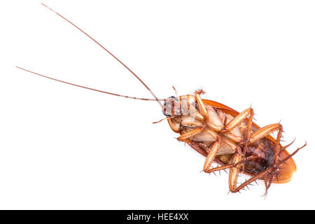 Close up cockroach isolated on a white background Stock Photo - Alamy