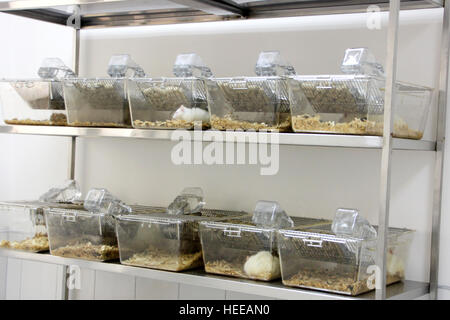 Laboratory rat cages Stock Photo - Alamy