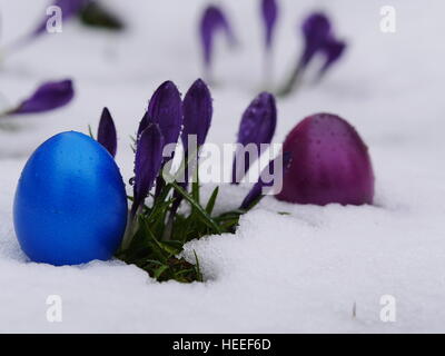 easter eggs laying snow flowers Stock Photo - Alamy