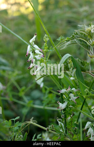 Climbing fumitory or ramping fumitory (Fumaria capreolata) is an annual ...