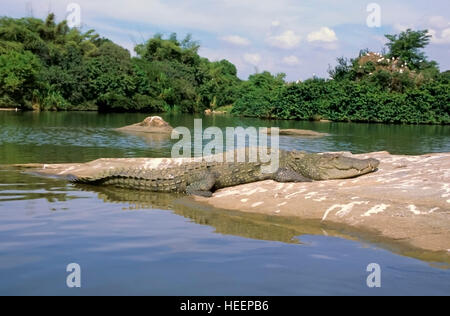 Terminalia Tomentosa - the Crocodile bark tree Stock Photo - Alamy