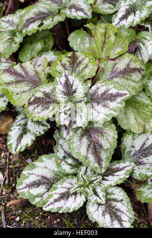 Winter variegated foliage of the invasive yellow archangel, Lamiastrum ...