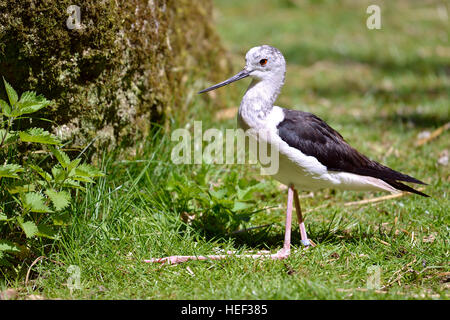 A closeup of a black-winged stilt (Himantopus himantopus) walking in ...
