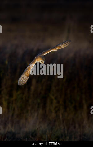 Photographer Wayne Howes catches the moment a Kestrel attacks a rare ...