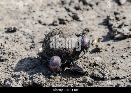 Dung Beetle (Kheper aegyptiorum) on a heap of dung, Khama Rhino ...