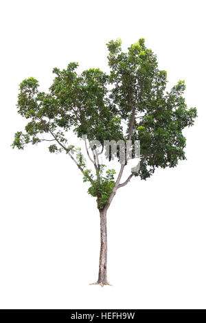 Closeup Big Tree isolated on white background Stock Photo - Alamy