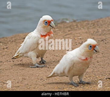 Long-billed corellas (Cacatua tenuirostris) playing on grass Stock ...