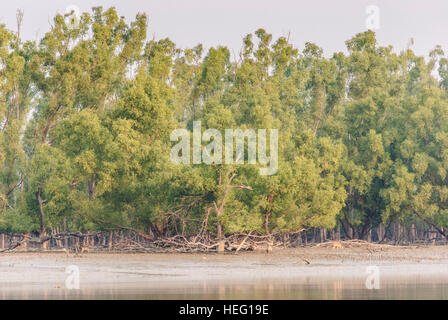 Sundarbans National Park: Axis deer (Axis axis) among Sundari trees ...