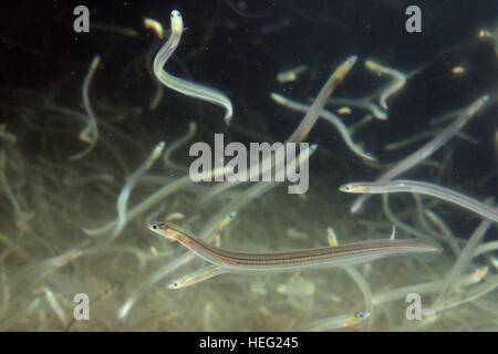 LARGE EELS UNDERWATER SWIMMING IN A FARM POND LAKE UNUSUAL Stock Photo ...