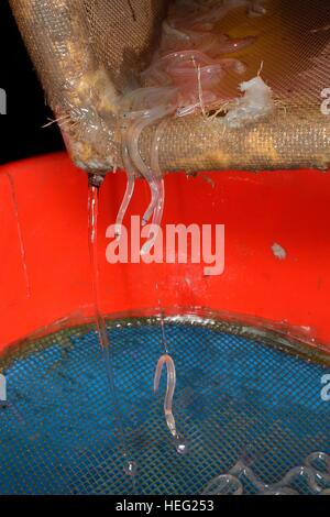 Young European eel (Anguilla anguilla) elvers, or glass eels, caught ...
