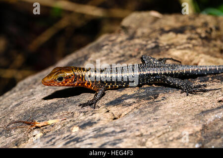 Wide-tailed Zonosaur (Zonosaurus laticaudatus), also known as western ...