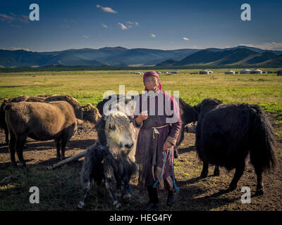 yak, bos mutus, yaks Stock Photo - Alamy