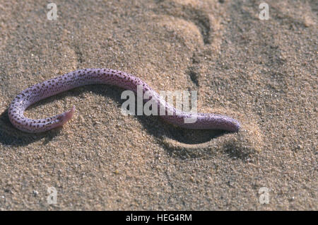 Zarudny's worm lizard (Diplometopon zarudnyi), captive, native to ...