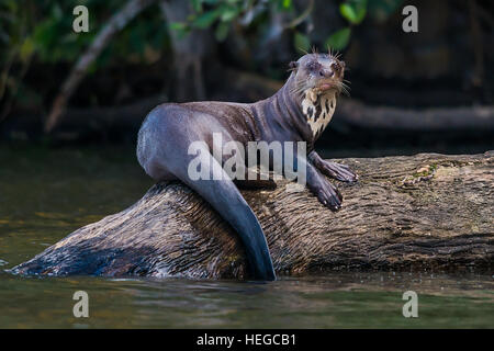 Giant otter standing on log in the peruvian Amazon jungle at Madre de ...