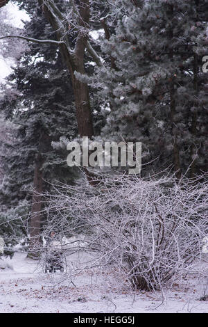 Winter nature in Vienna botanical garden Stock Photo - Alamy