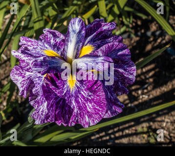 A closeup shot of a purple Iris flower with a background of a beautiful ...