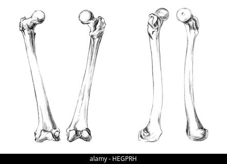 Bones of leg (fibula, tibia), Hand drawn medical illustration drawing ...