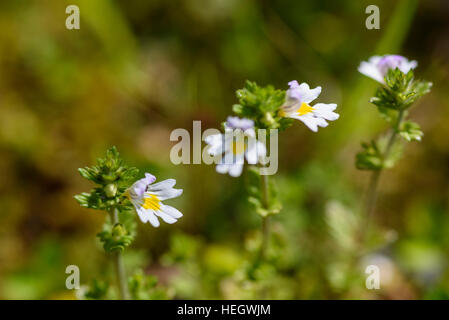 Common Eyebright (Euphrasia nemorosa Stock Photo - Alamy