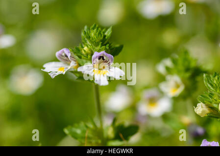 Common Eyebright (Euphrasia nemorosa Stock Photo - Alamy