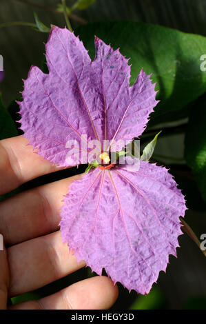 Dalechampia dioscoreifolia in flower Stock Photo - Alamy
