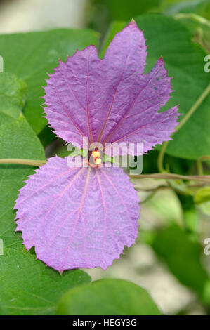 Dalechampia dioscoreifolia in flower Stock Photo - Alamy