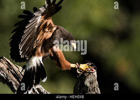 Harris Hawk grabs food from a perch at the Center for Birds of Prey ...