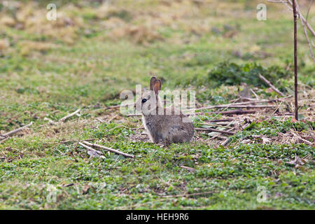 Juvenile Rabbit in garden Stock Photo - Alamy
