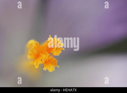 Microscope image of Saffron or Crocus sativus Stock Photo - Alamy