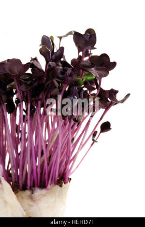 Sakura Cress, close-up Stock Photo - Alamy