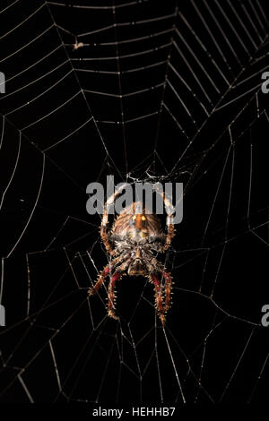 Caerostris darwini, Darwin's Bark Spider Stock Photo - Alamy
