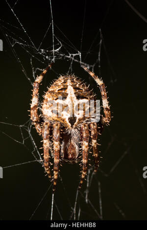 Darwin's bark spider Caerostris darwini Madagascar Stock Photo - Alamy