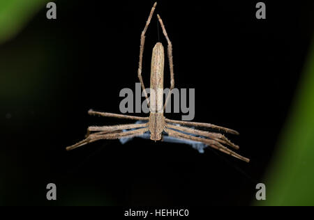 Rufous Net-Casting Spider 'Deinopis subrufa' Stock Photo - Alamy