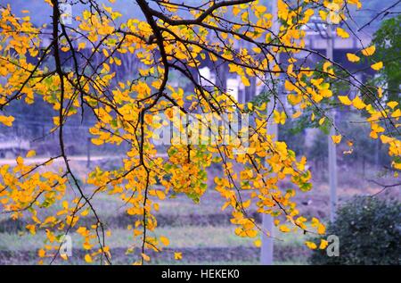 Ginkgo trees turn yellow in Nanjing City, east China's Jiangsu Province ...