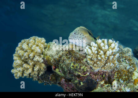 Forster Hawkfish, Paracirrhites forsteri, on coral reef in Hamata, Red ...