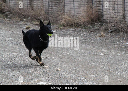 Spc. Hugo, explosive detection dog with the Tactical Explosive ...