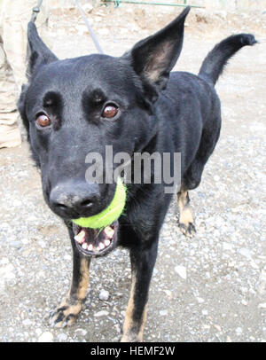 Spc. Hugo, explosive detection dog with the Tactical Explosive ...