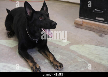 Spc. Hugo, explosive detection dog with the Tactical Explosive ...