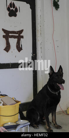 Spc. Hugo, explosive detection dog with the Tactical Explosive ...