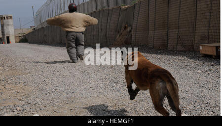 An American K-9 Detection Services (AMK9) working dog bites a U.S ...
