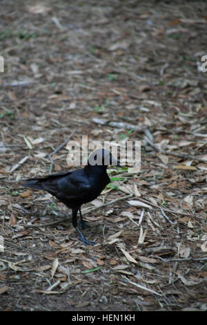 Crow hopping along the ground Stock Photo - Alamy