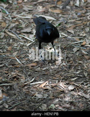 Crow hopping along the ground Stock Photo - Alamy