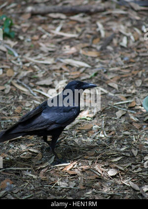 Crow hopping along the ground Stock Photo - Alamy